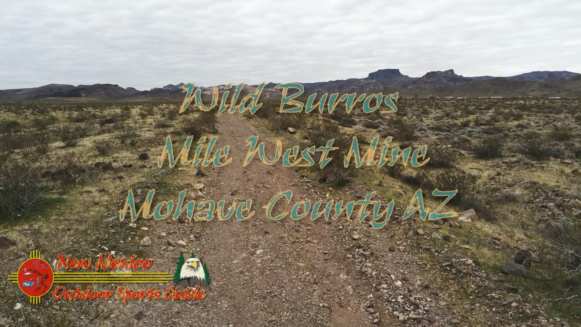Wild Burros Near Lake Mohave
